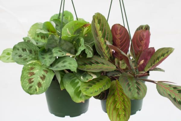 08' MARANTA RED HANGING BASKET (HANGING BASKETS) - East Coast Tropicals