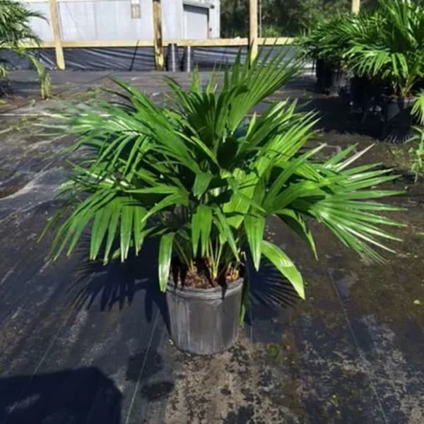 10" PALM FISHTAIL (Palms) - East Coast Tropicals