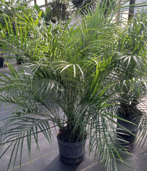 10" PALM ROEBELENII (Palms) - East Coast Tropicals