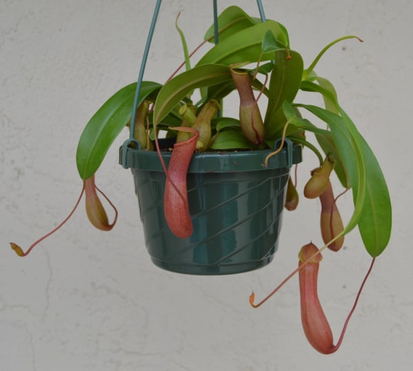 04' PITCHER PLANT HB (HANGING BASKETS) - East Coast Tropicals