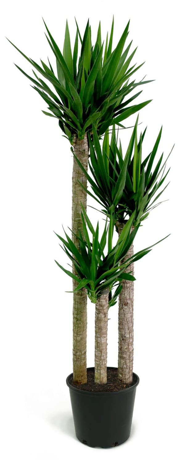 10' YUCCA CANE 321 (Yucca) - East Coast Tropicals