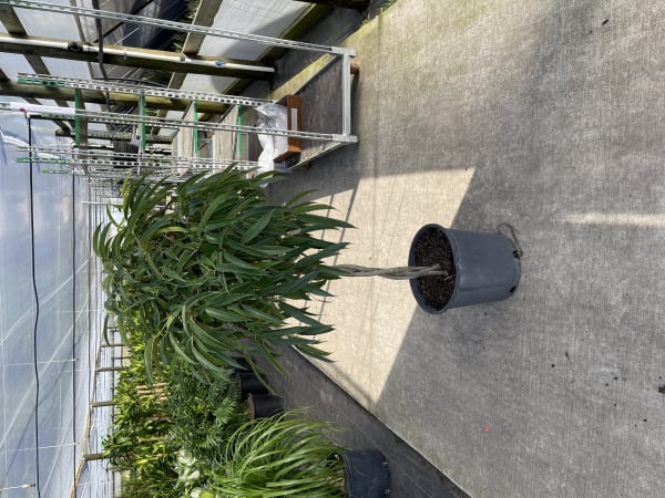 14" FICUS ALII BRAID (Ficus) - East Coast Tropicals