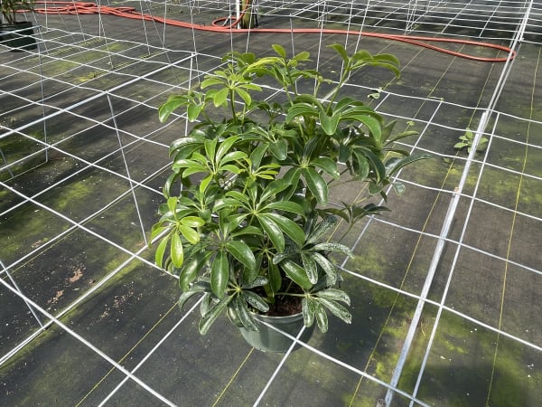 06 SCHEFFLERA ARBORICOLA MINI (Schefflera) - East Coast Tropicals