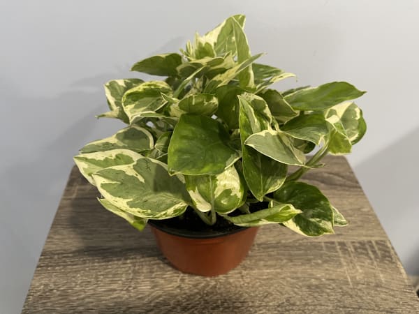 06' POTHOS PEARLS AND JADE (Pothos) - East Coast Tropicals