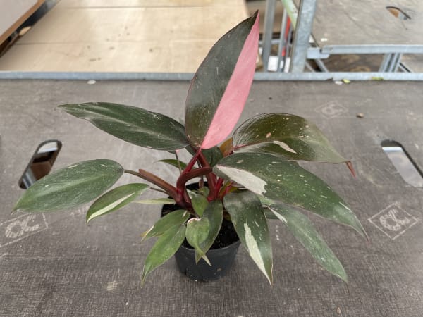 04" PHILODENDRON PINK PRINCESS (Philodendron & Monstera) - East Coast ...