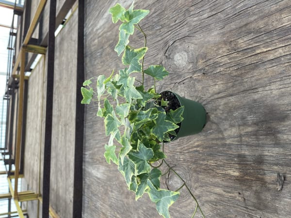 04" IVY YELLOW VARIEGATED (Ivy) - East Coast Tropicals