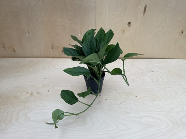 06" MONSTERA SIAM (PINNATIPARTITA) (Philodendron & Monstera) - East ...