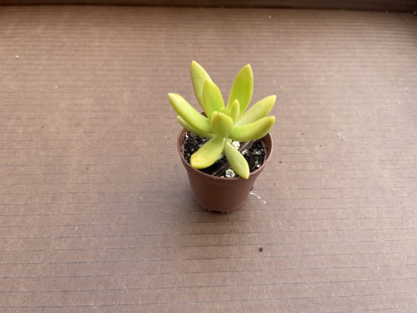 02" TERRARIUM PLANTS SUCCULENT COPPER SEDUM PK 45 (Terrarium Plants ...