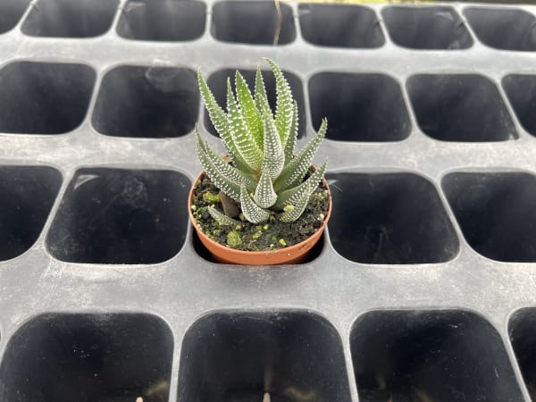 02" TERRARIUM PLANTS HAWORTHIA FASCIATA IBRIDA PK 45 (Terrarium Plants ...