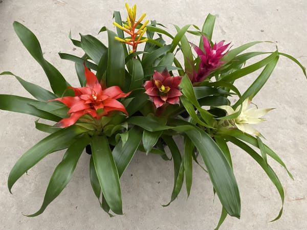04' BROMELIAD ASSORTED (Bromeliads) - East Coast Tropicals