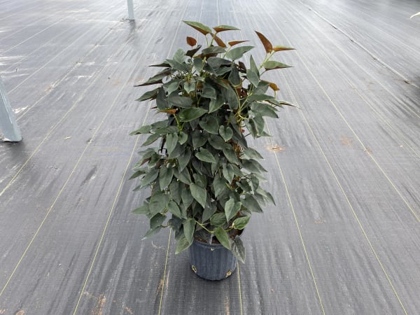 10" SYNGONIUM RED ARROW TRELLIS (SYNGONIUM) - East Coast Tropicals