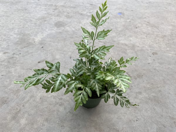 04" FERN SILVER LACE (Ferns & Moss) - East Coast Tropicals