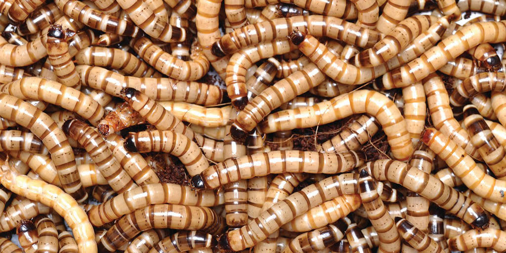 A Brief Guidance On Superworms - PArasteh - Blogger Blog Site