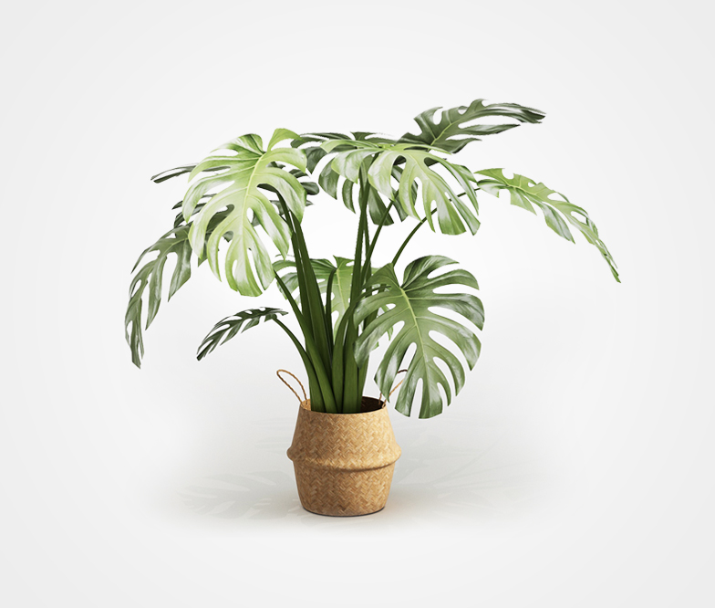 Buy Ava Online in Malaysia | FRWD by CUURA Space