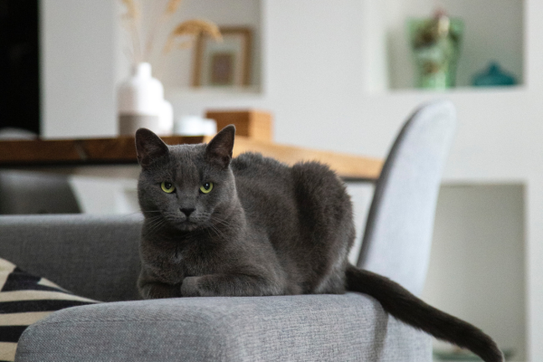 5 Cara Elakkan Kucing Cakar Sofa (+ Pilihan Sofa Anti Cakar Kucing ...