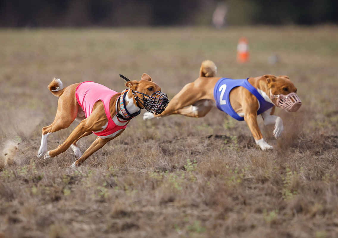Coursing - Pejskaři.cz