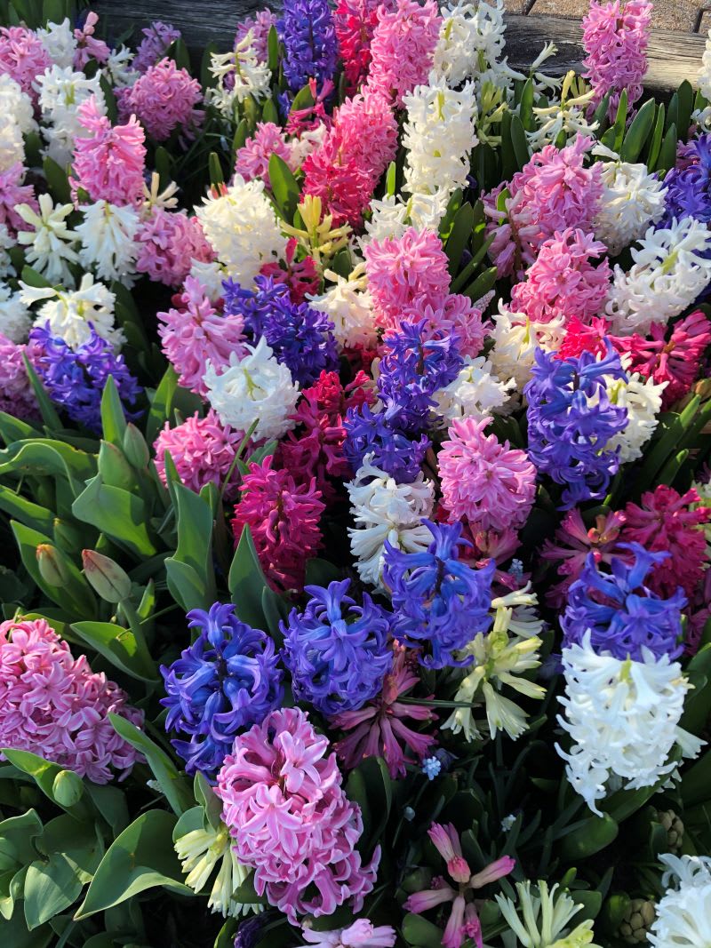 Mums | Betty's Azalea Ranch