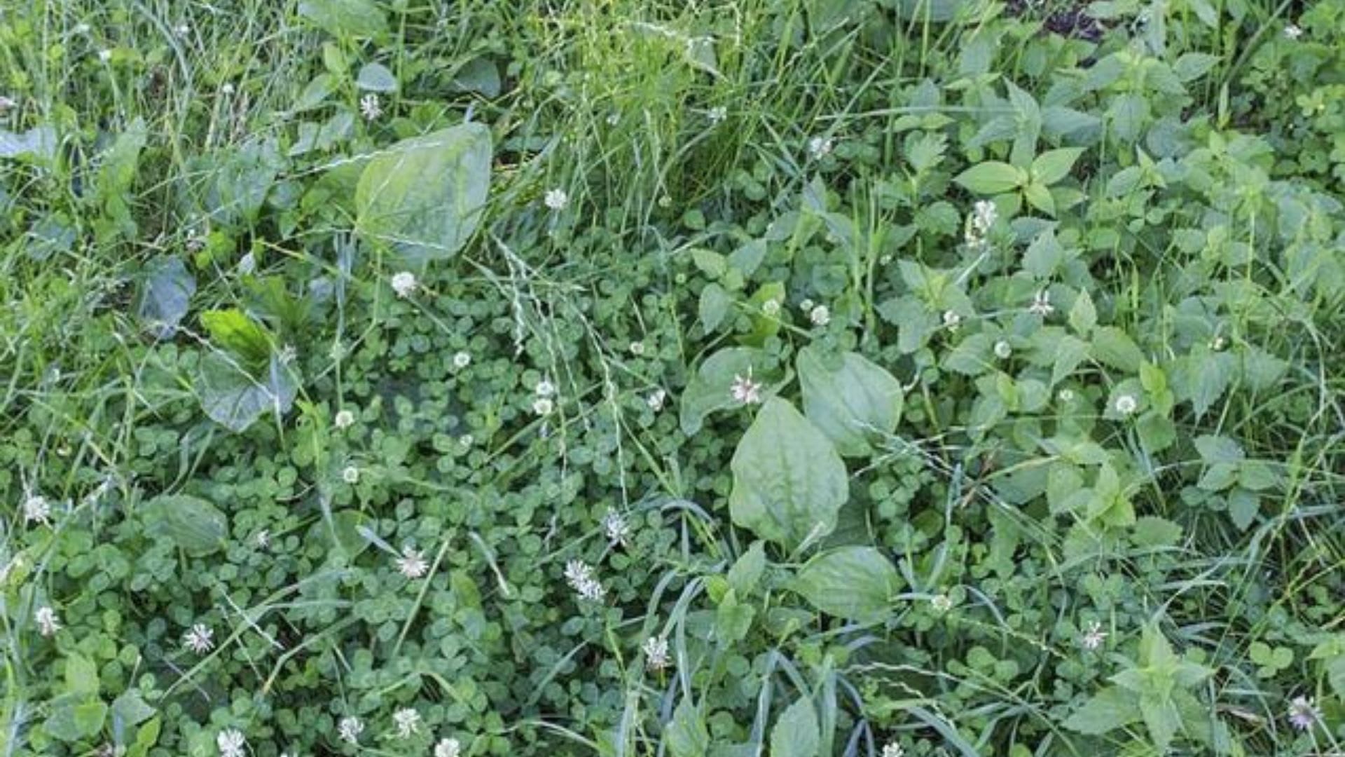 How To Treat Fall Weeds | Betty's Azalea Ranch