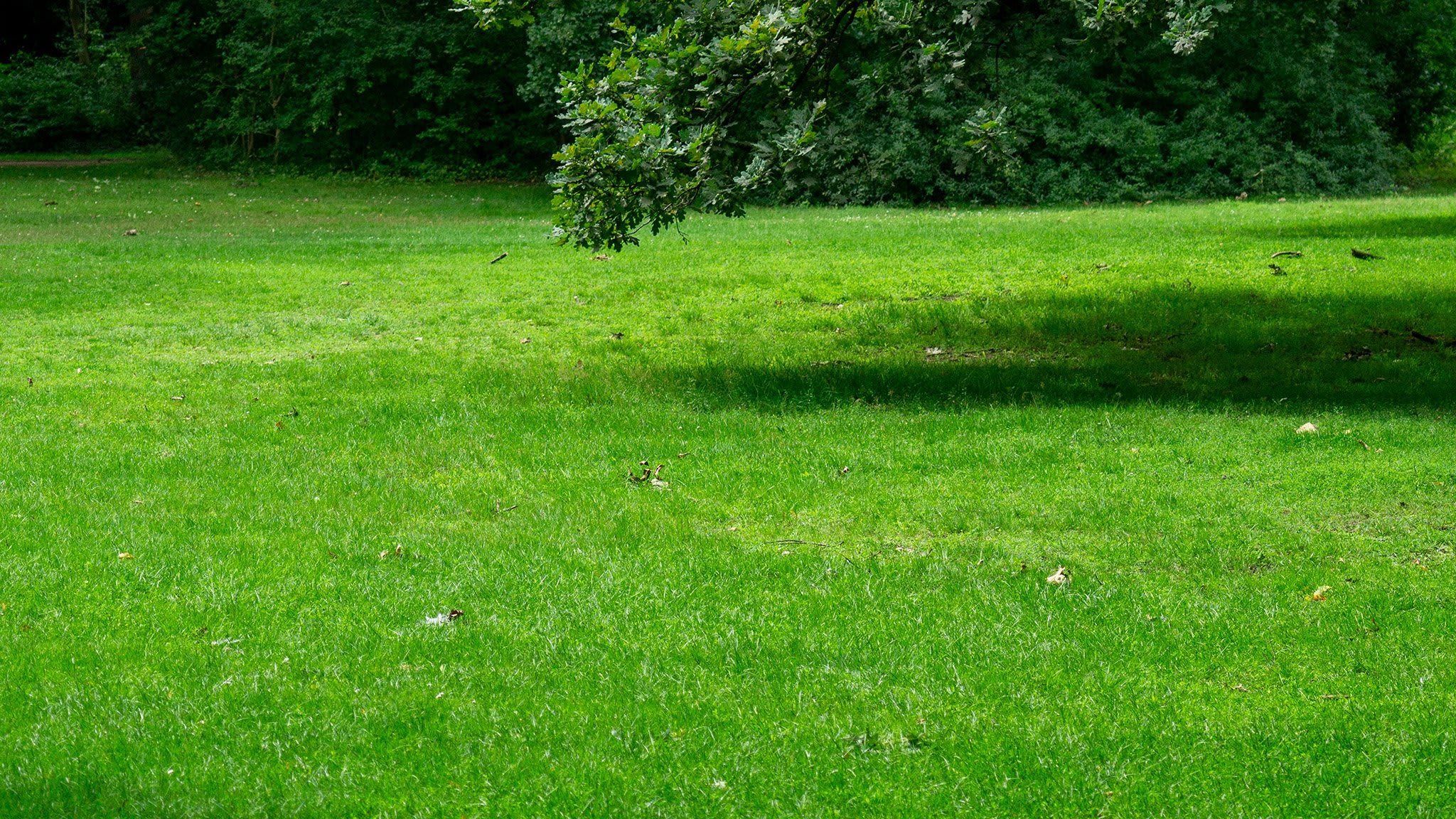 Fall Lawn Care in the DC Area | September Seeding, Fertilizing & Shade ...