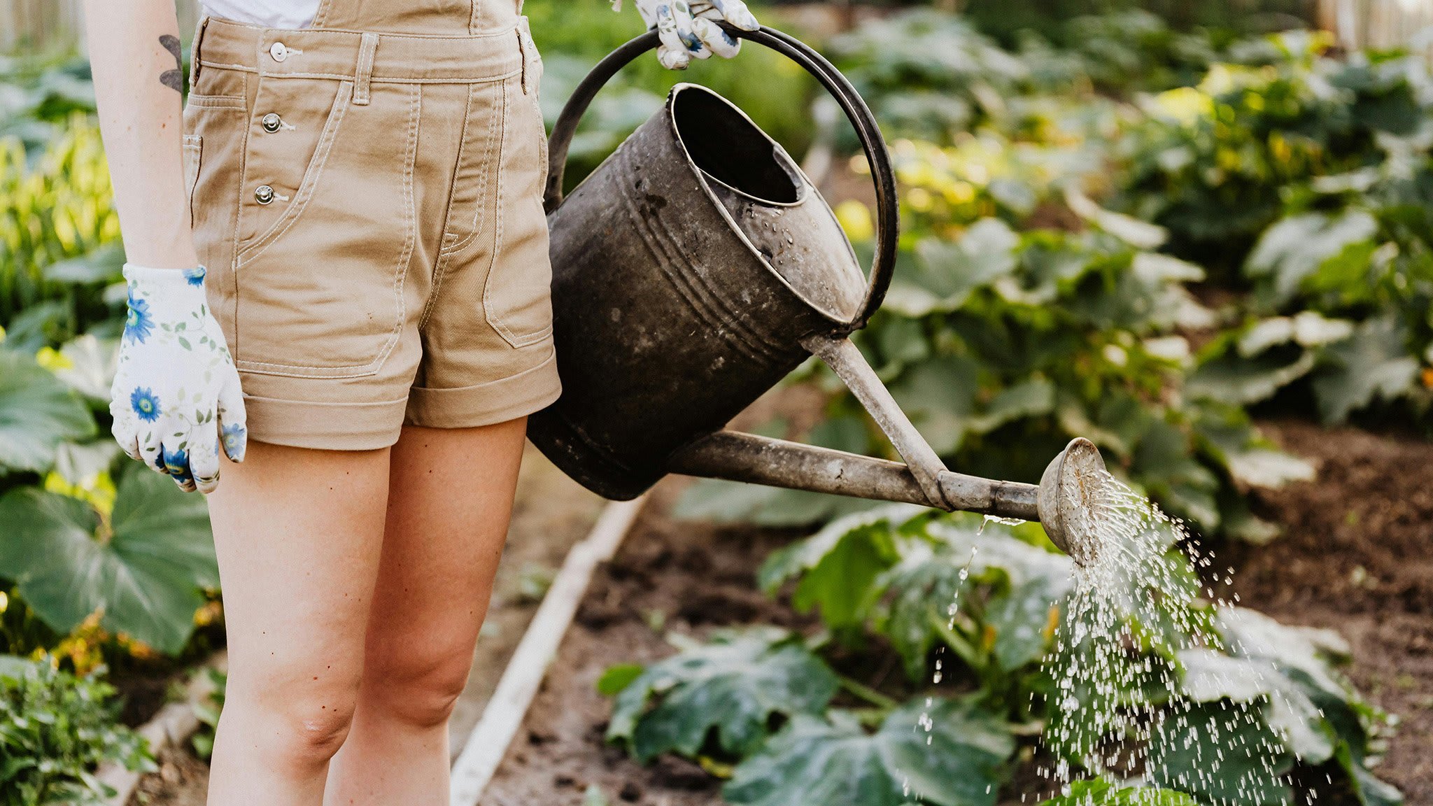 Lawn Care & Fall Planting Tips | Seed Tags, Soil & Watering Guide ...