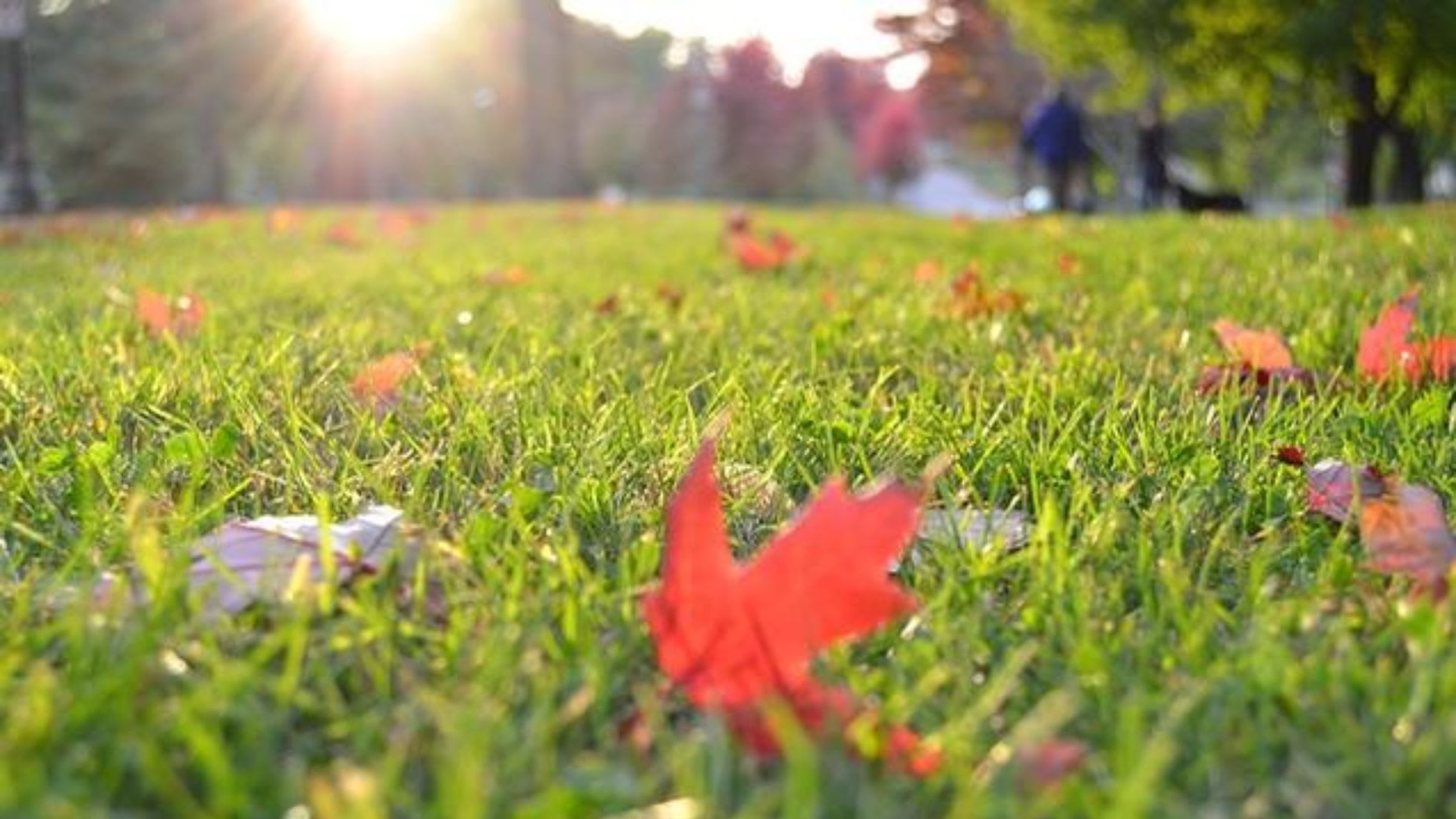 Early Fall Lawn Guide Part 1: Treating Fall Weeds | Betty's Azalea Ranch