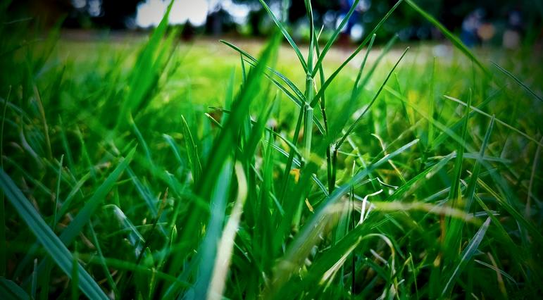 Fall Lawn Care: Why Cool Temps Are Best For Seeding
