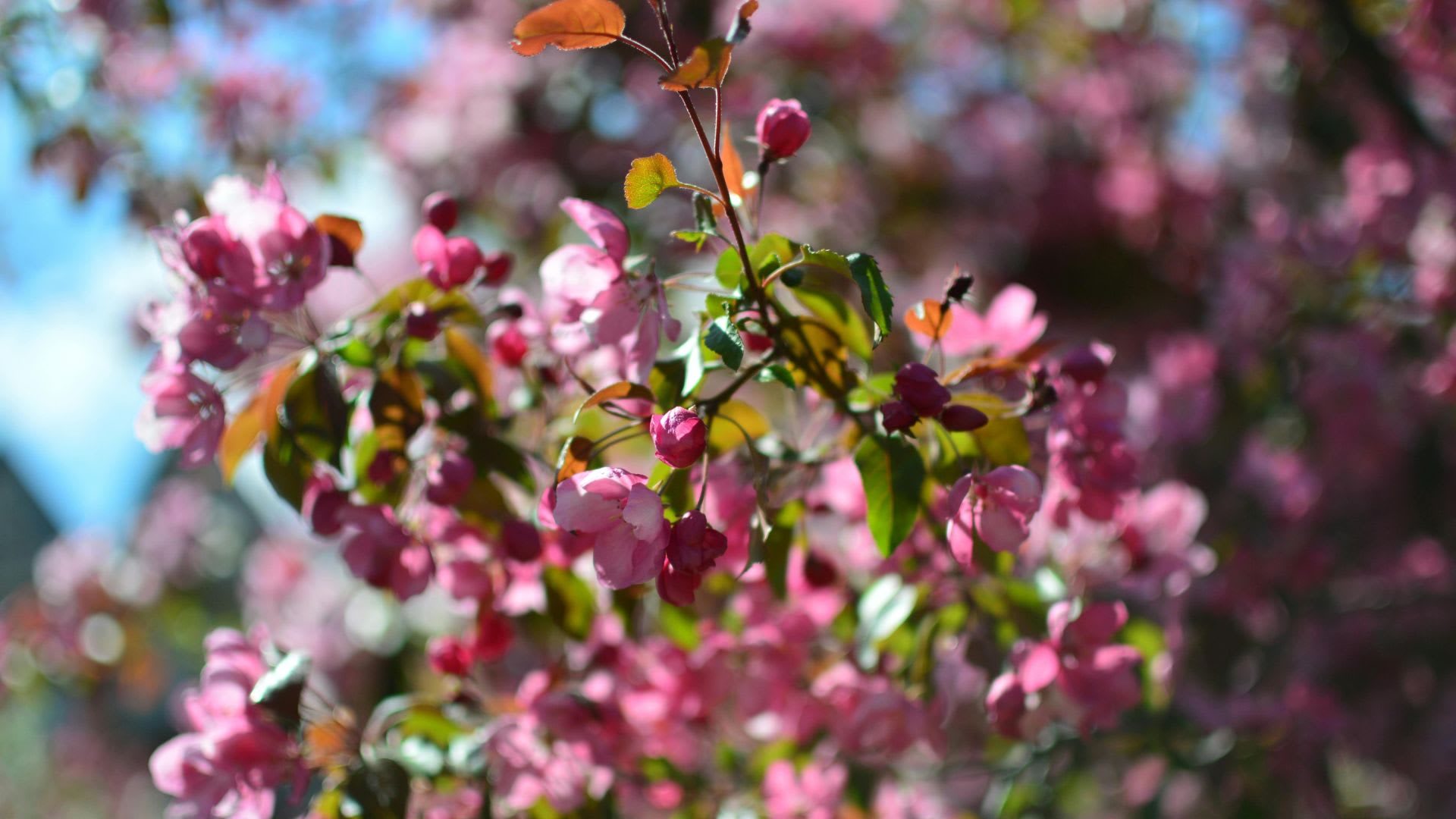 Best Small Flowering Trees For Your Garden