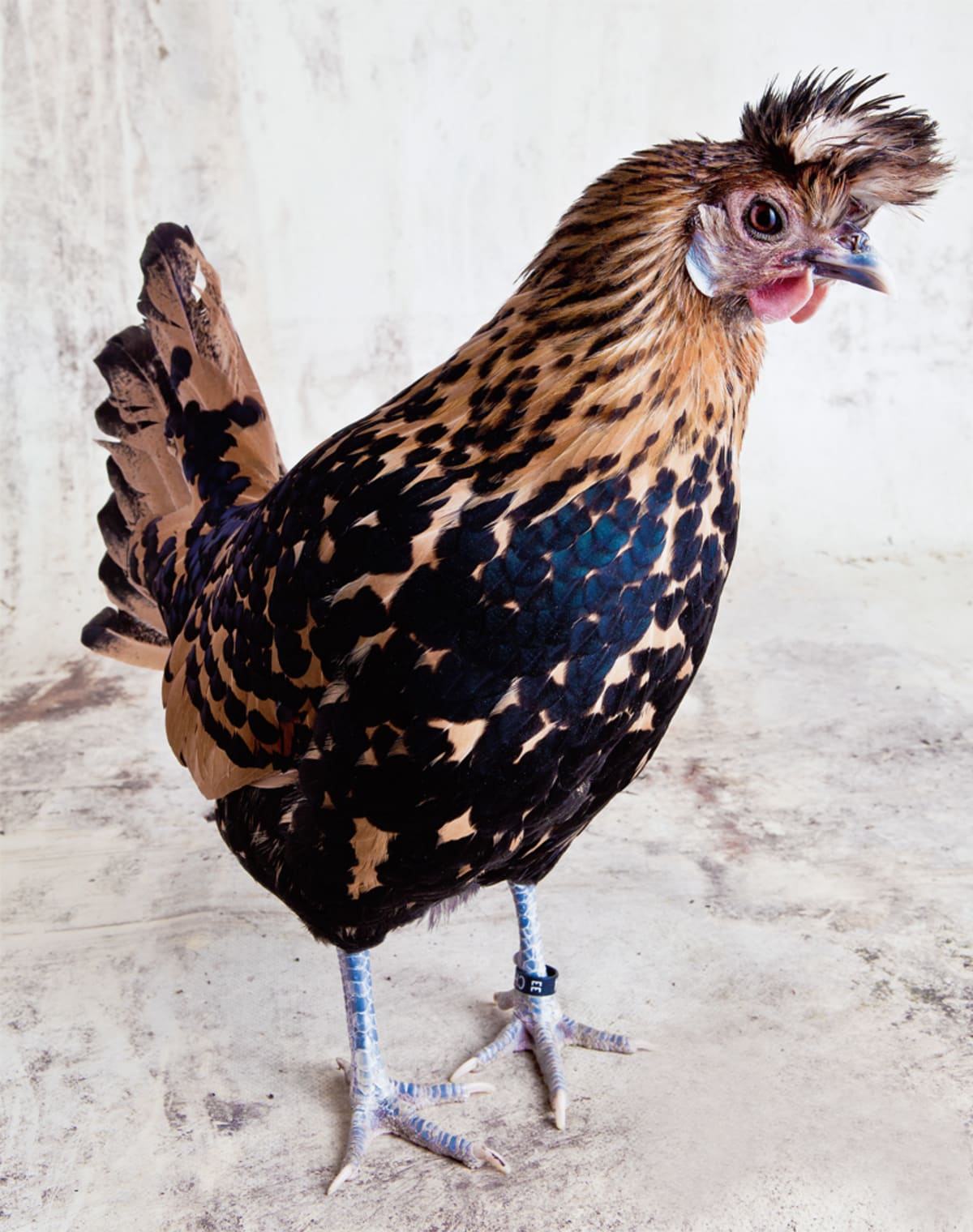 Du schönes Huhn! Die bekanntesten Hühnerarten - Annabelle