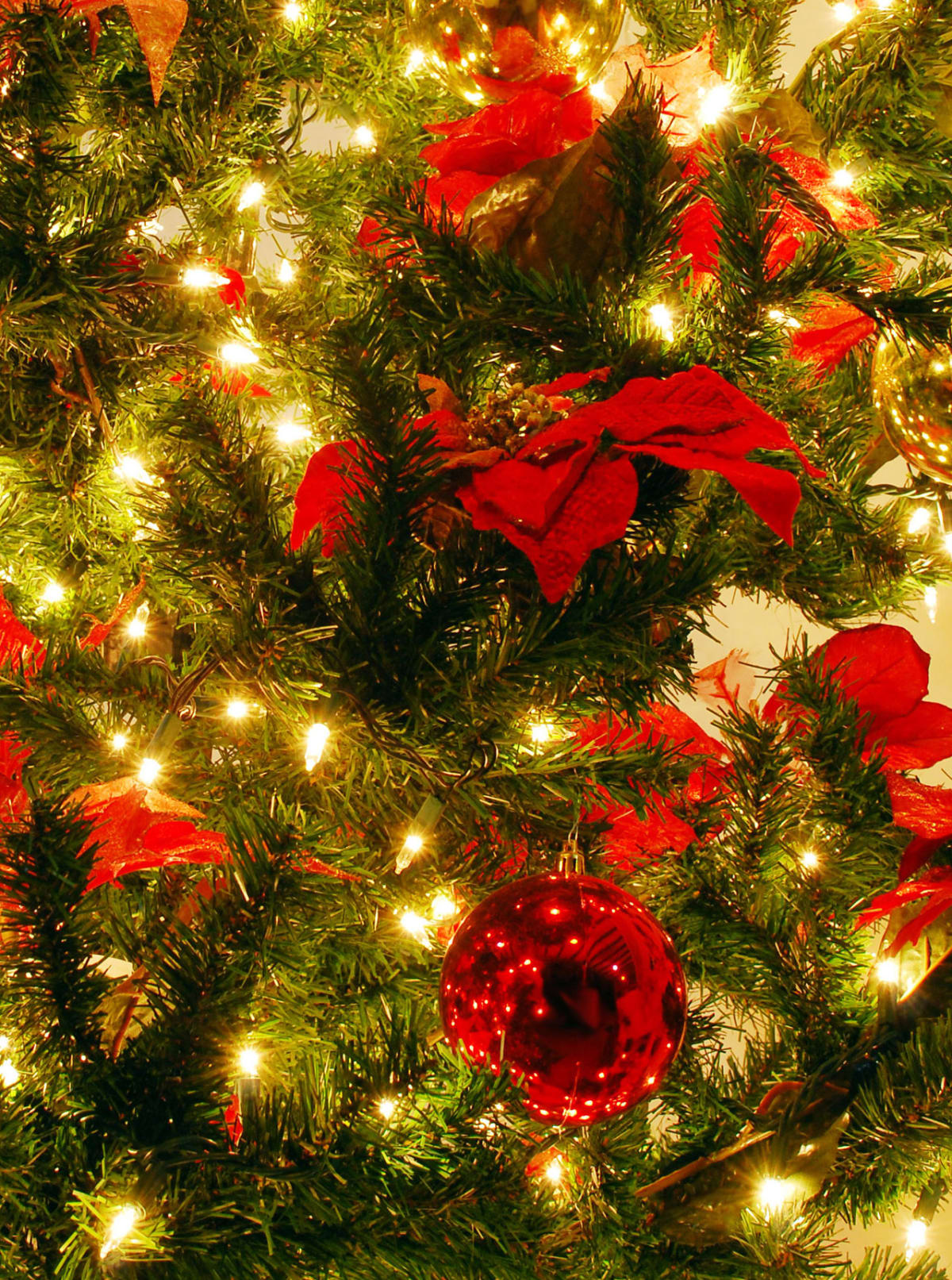 Christbaum-Tipps vom Baumexperten Matthias Brunner - annabelle