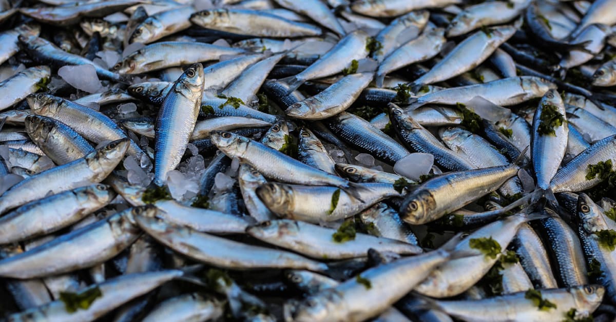 Grüne Frage: Wie viel Fisch essen ist okay? - Annabelle