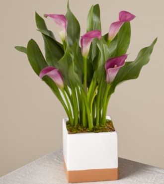 Purple Calla Lily - FedEx Arrangement for Delivery