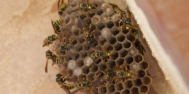 Pest Control Sunset Park - Bees & Wasps