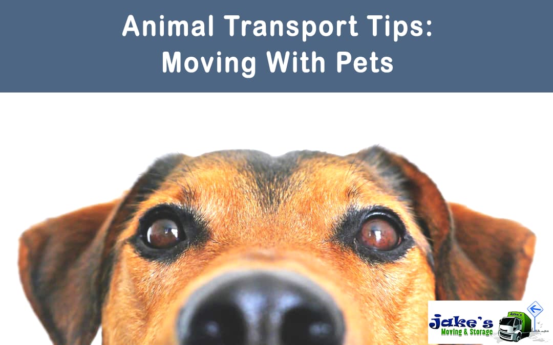 Animal Transport Tips: Moving With Pets - Jake's Moving and Storage