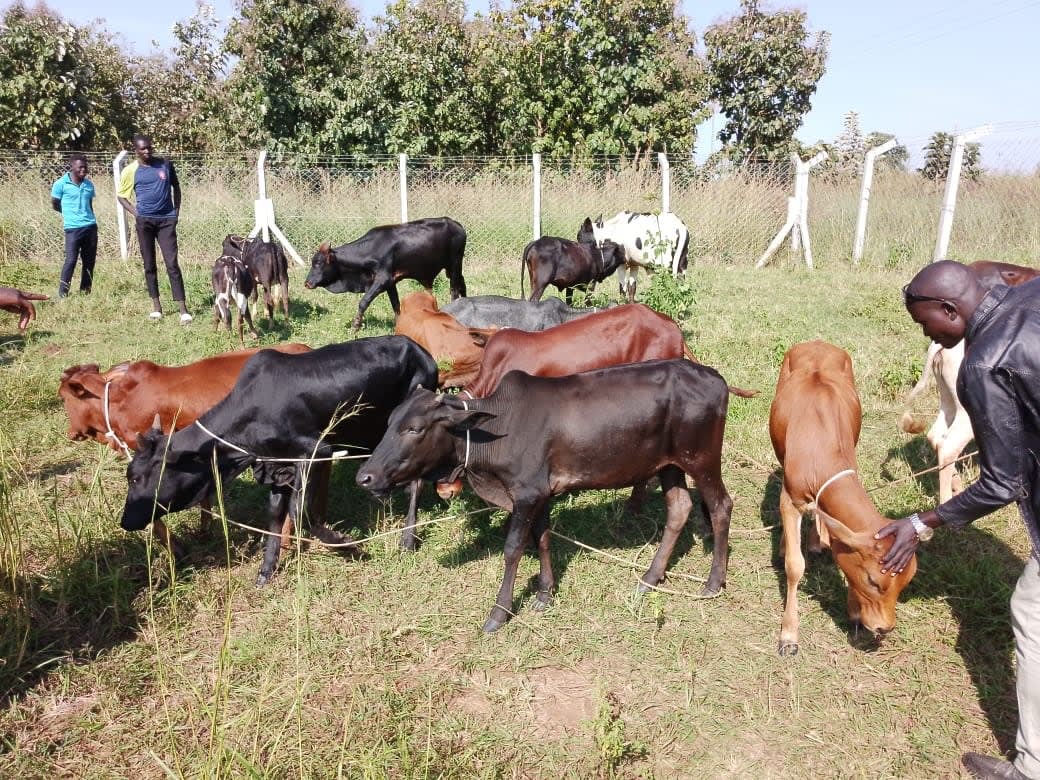 Kitgum Livestock Market struggles to attract traders - Greater North ...