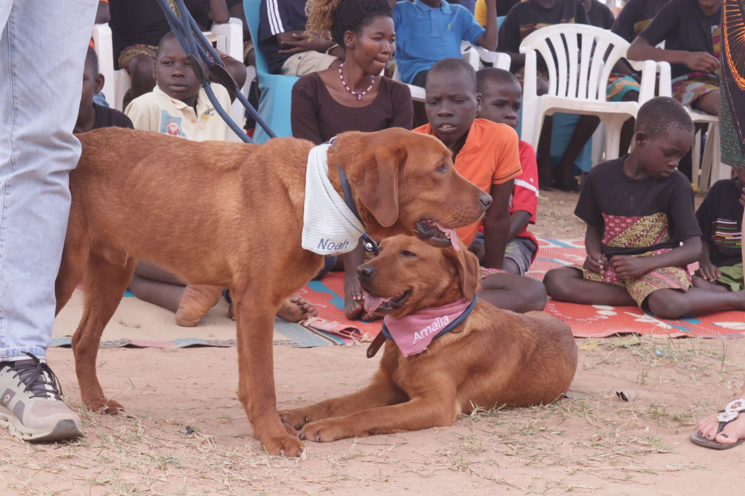 Orphanage introduces therapy dogs to fight childhood trauma in Gulu ...