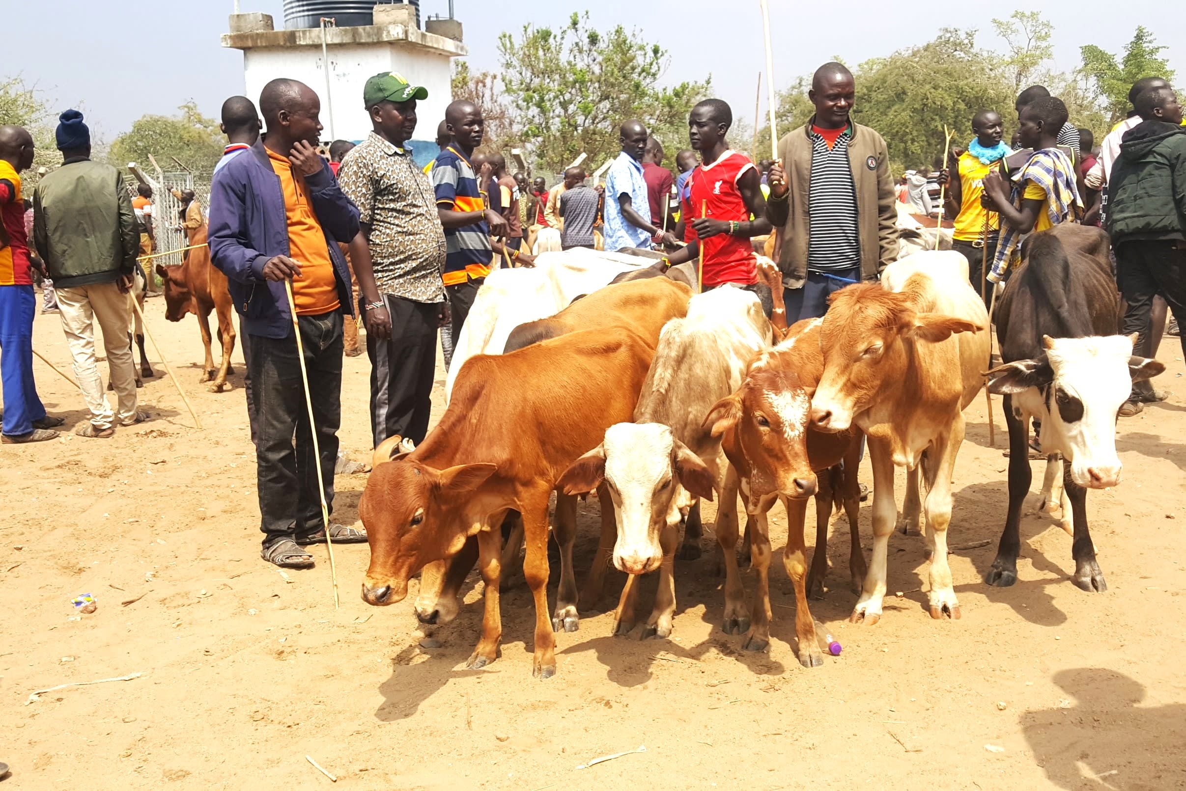 Pokot lose hundreds of cattle in four months to drought - Greater North ...