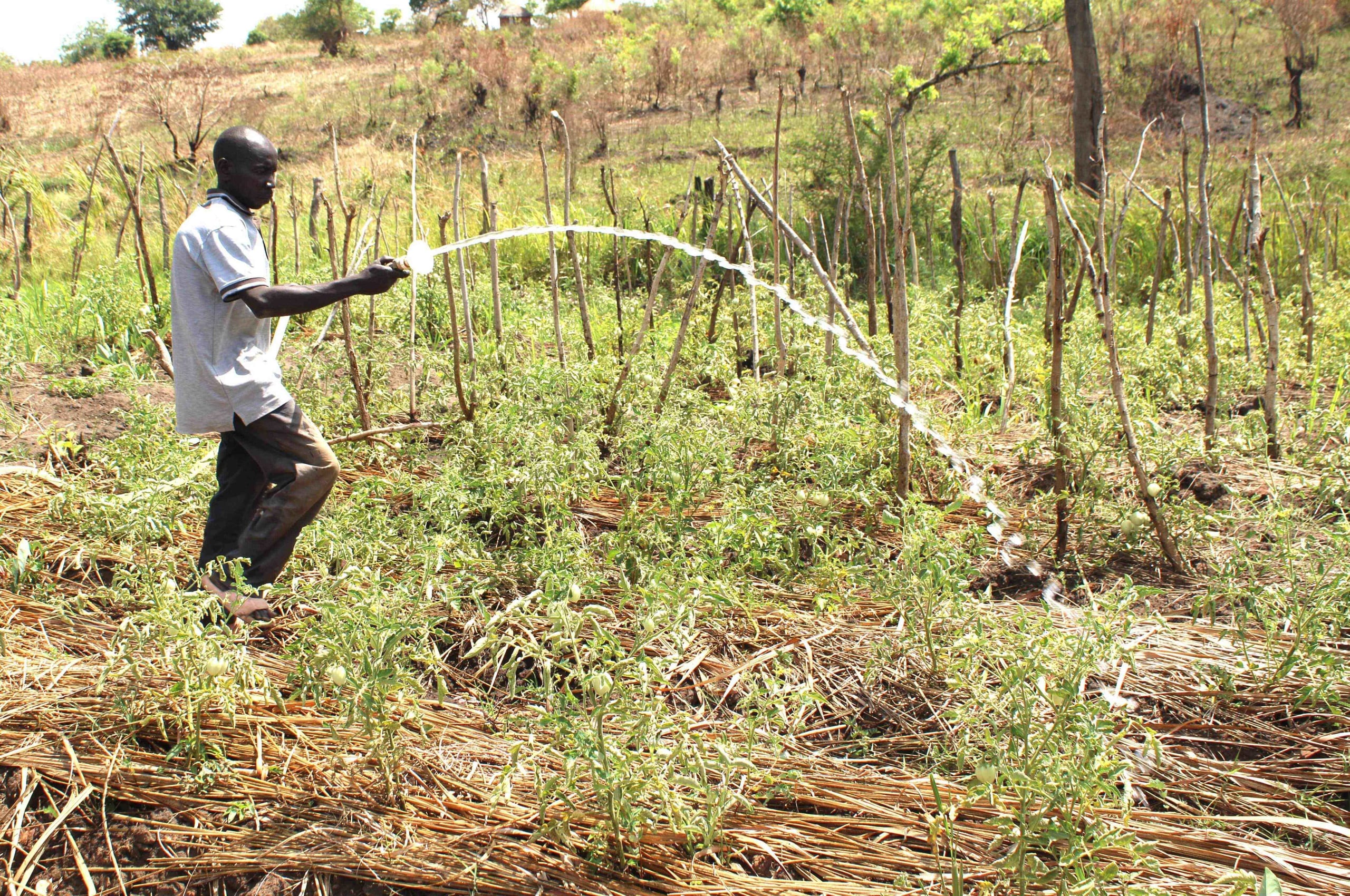 Multimillion shillings irrigation scheme improves food security of ...