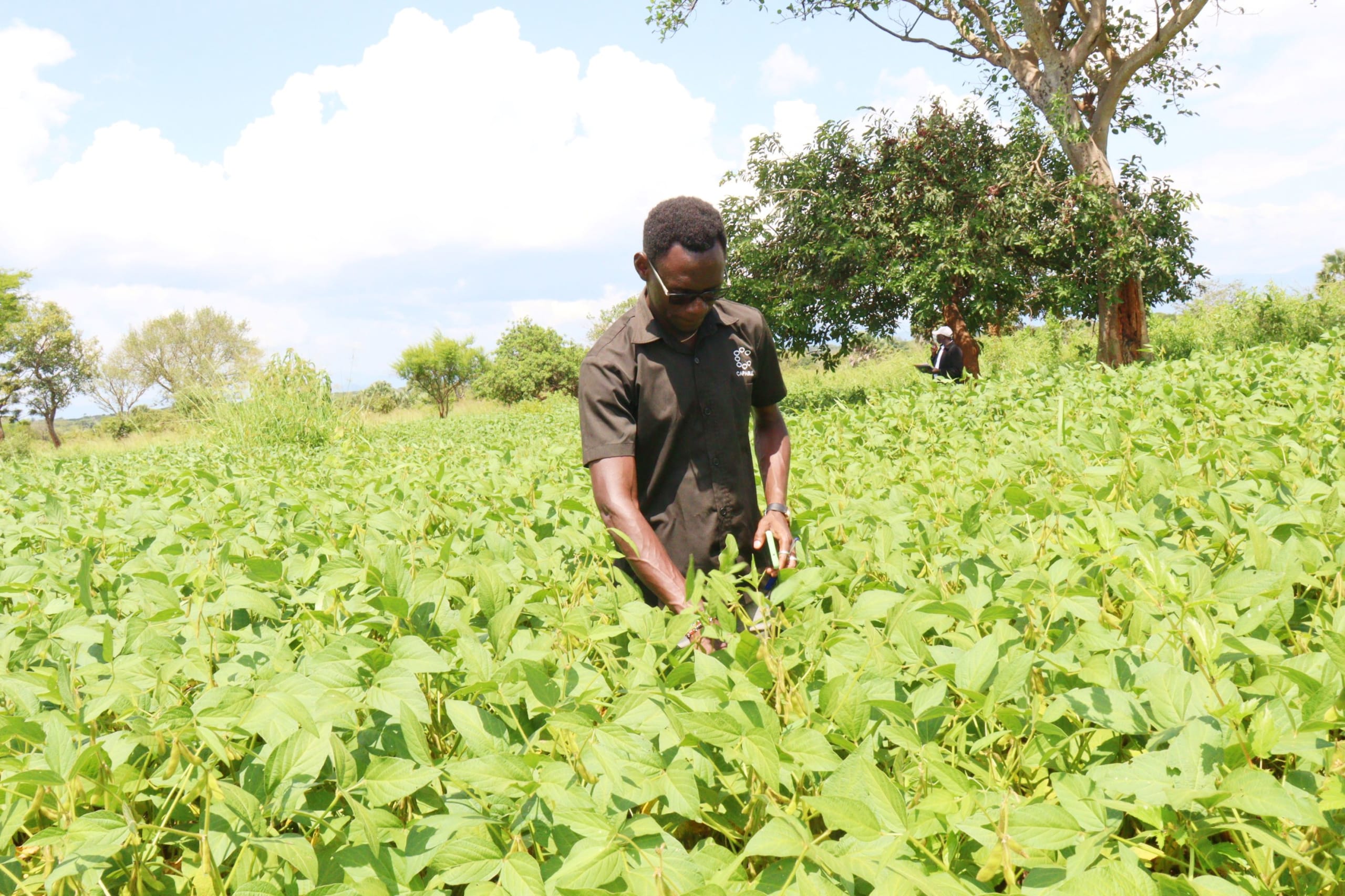 Farmers in Acholi Start Local Seed Business to Combat Fake Seed Sales ...