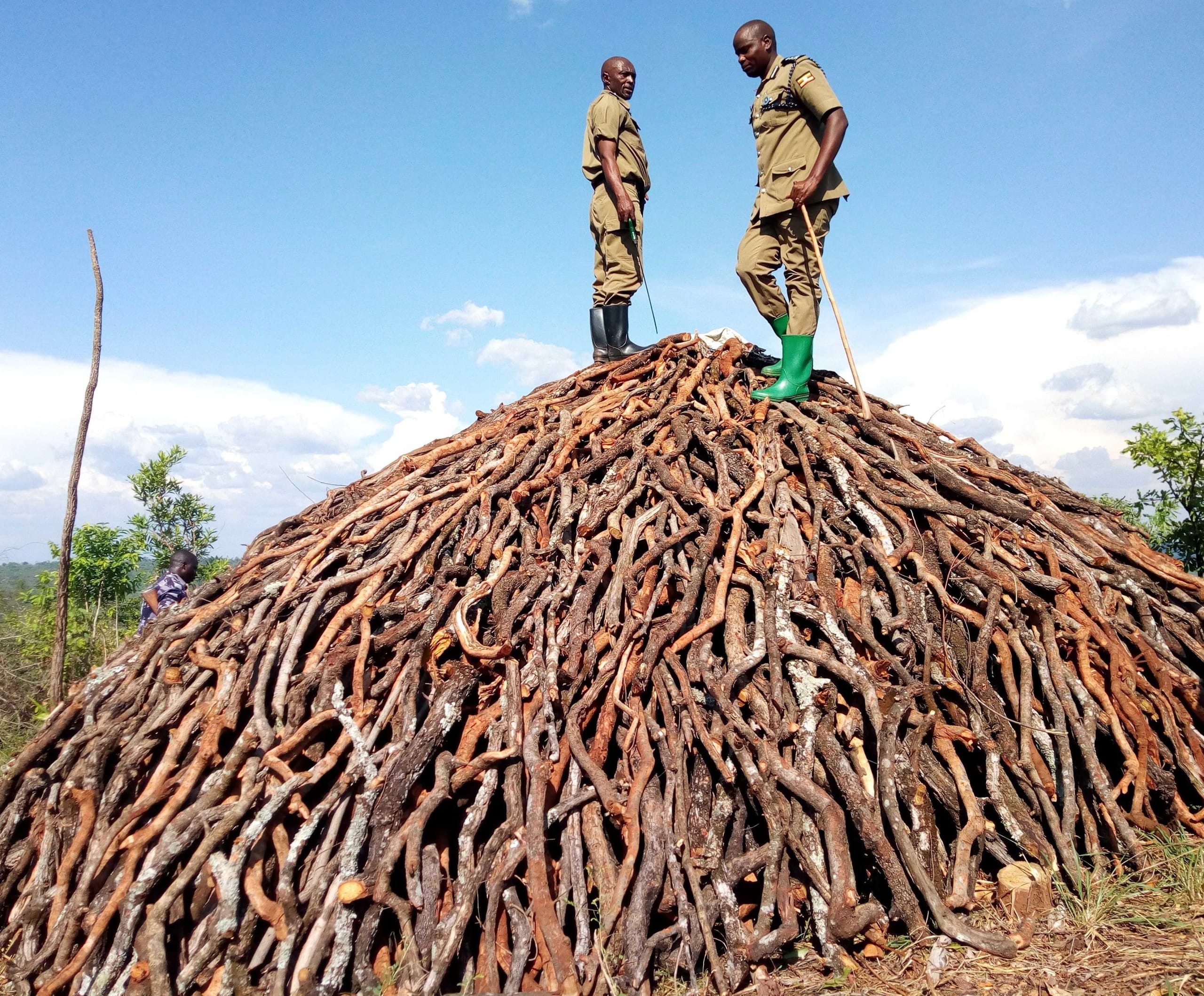 Government secures Shs165bn for reforestation - Greater North News Agency