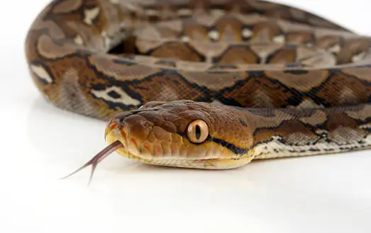 Pola Persebaran Ular Piton di Indonesia, Habitat Lengkap & Spesiesnya ...