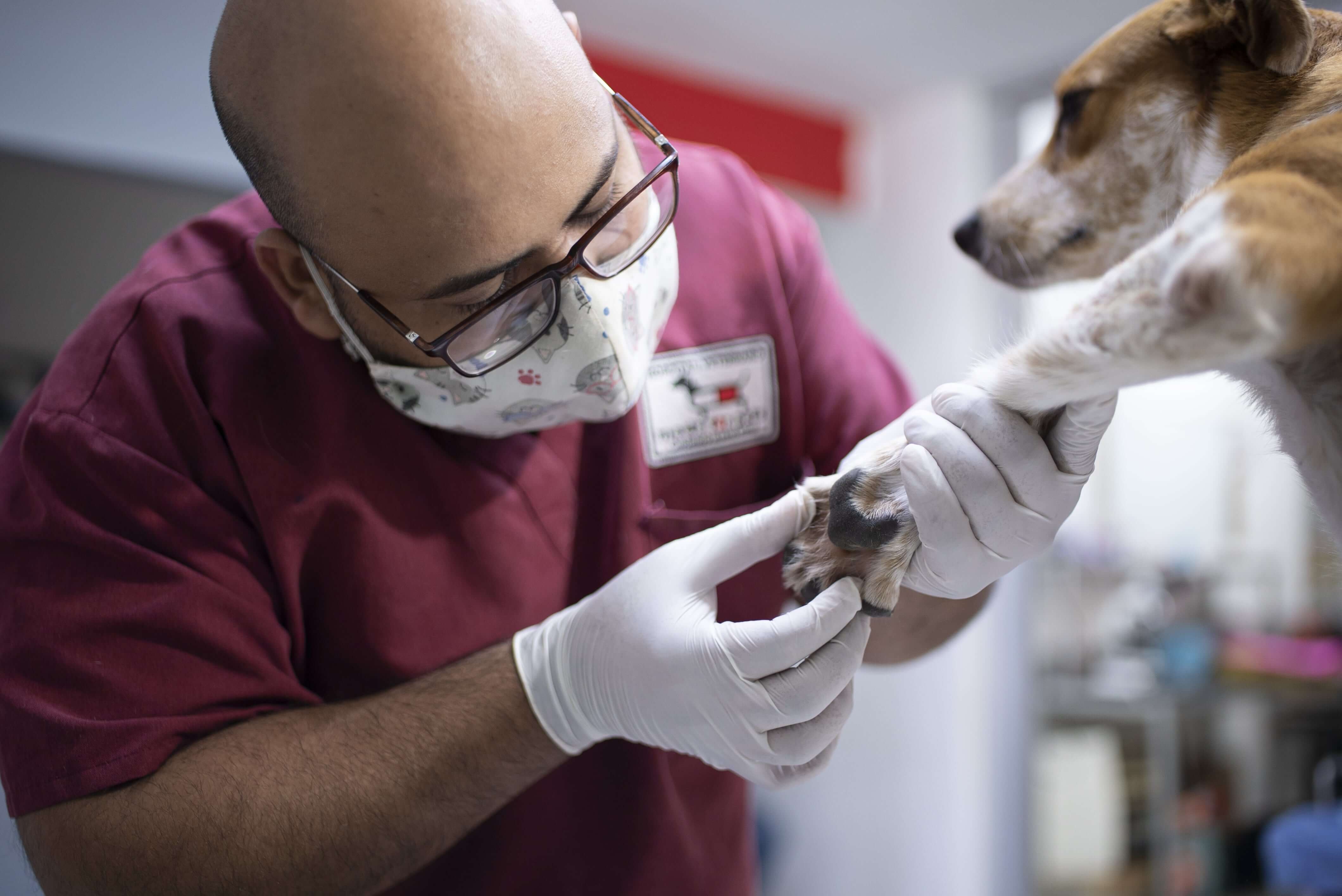 Dermatología Veterinaria | Meds For Pets Escobedo