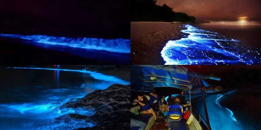 Blue Tears Kuala Selangor Tours 2025 | Book TicketsToDo Online