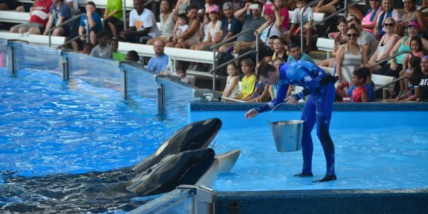 SeaWorld Orlando Tickets 2025 | Book TicketsToDo Online