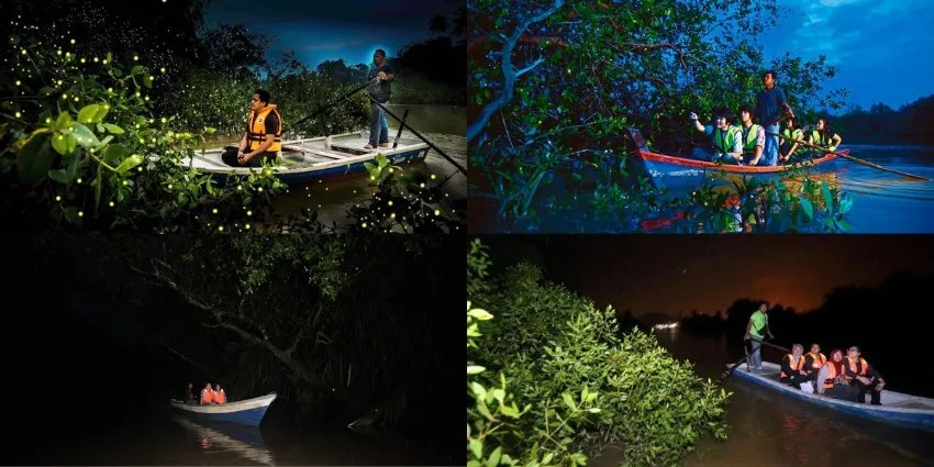 Fireflies Kuala Selangor Tours 2025 | Book TicketsToDo Online