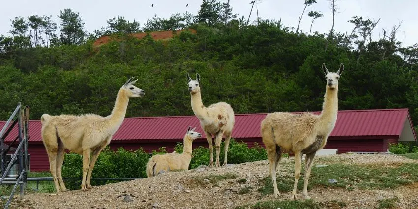 Neo Park Okinawa Tickets 2025 | Book TicketsToDo Online