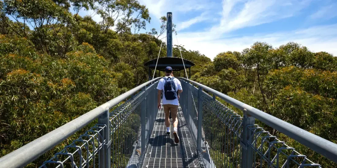 Otway Fly Treetop Adventures Tickets 2025 | Book TicketsToDo Online