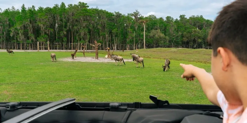 Wild Florida Safari Drive Thru Park Tickets 2025 | Book TicketsToDo Online
