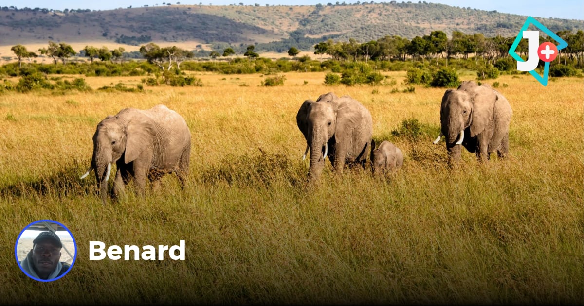 Kenya Safari Adventure: Explore Maasai Mara, Lake Nakuru, and Amboseli ...