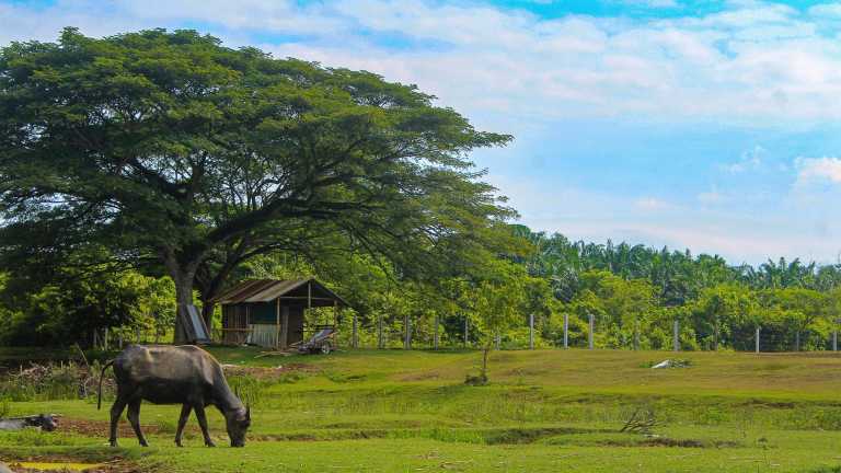Celebrate the Authentic Soul of Malaysia: Dive into the Heart of ...