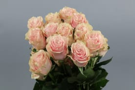 All Flowers | All products | OZ Export
